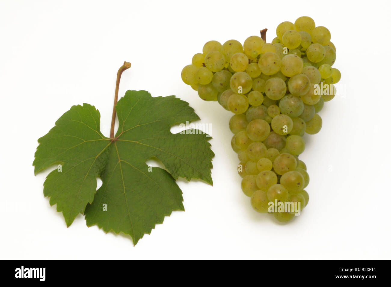 Grape Vine (Vitis vinifera), variety: Riesling, grape and leaf, studio ...