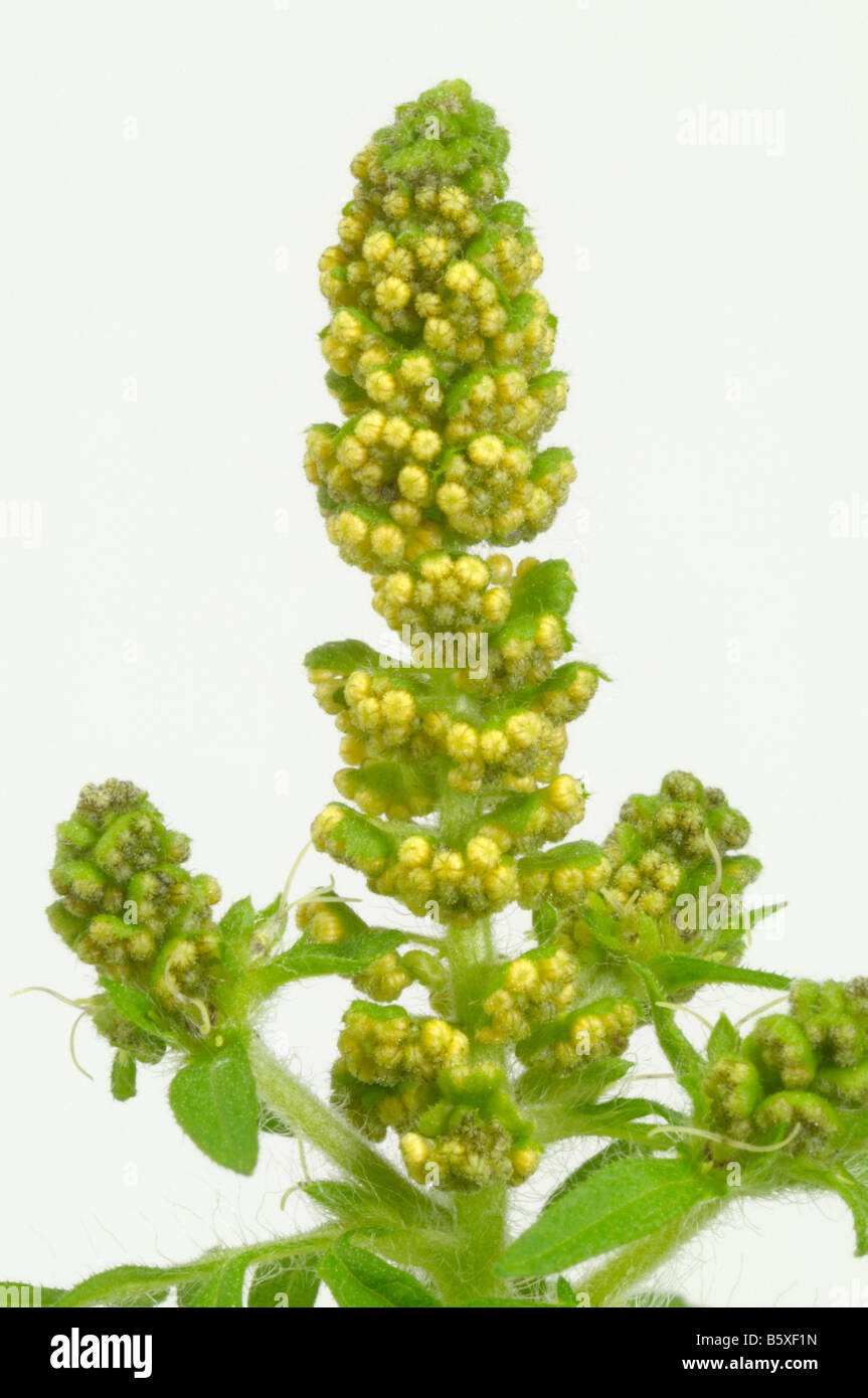 Annual Ragweed, Common Ragweed (Ambrosia artemisiifolia). Twig with ...