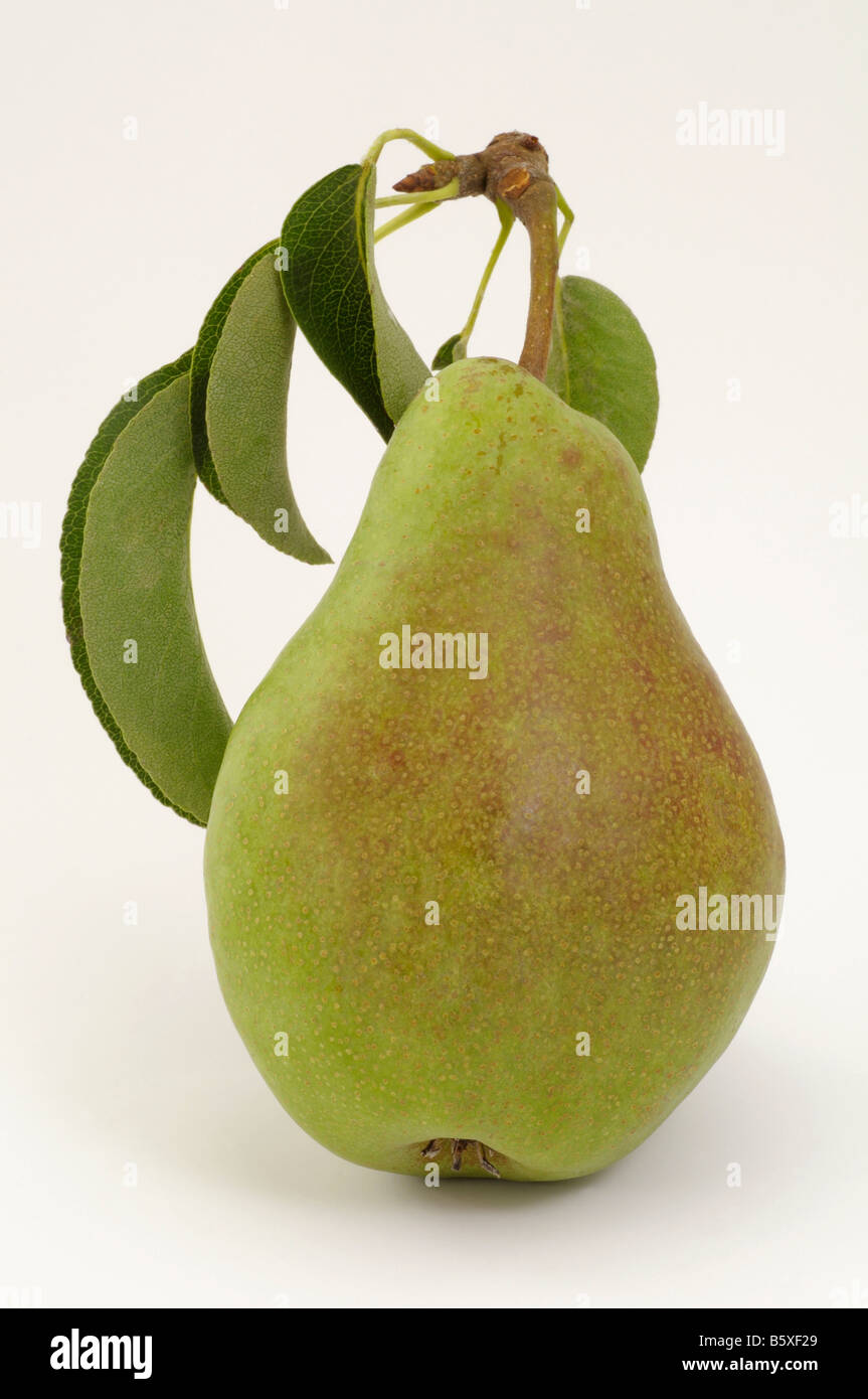 Common Pear, European Pear (Pyrus communis), variety: Koestliche aus ...