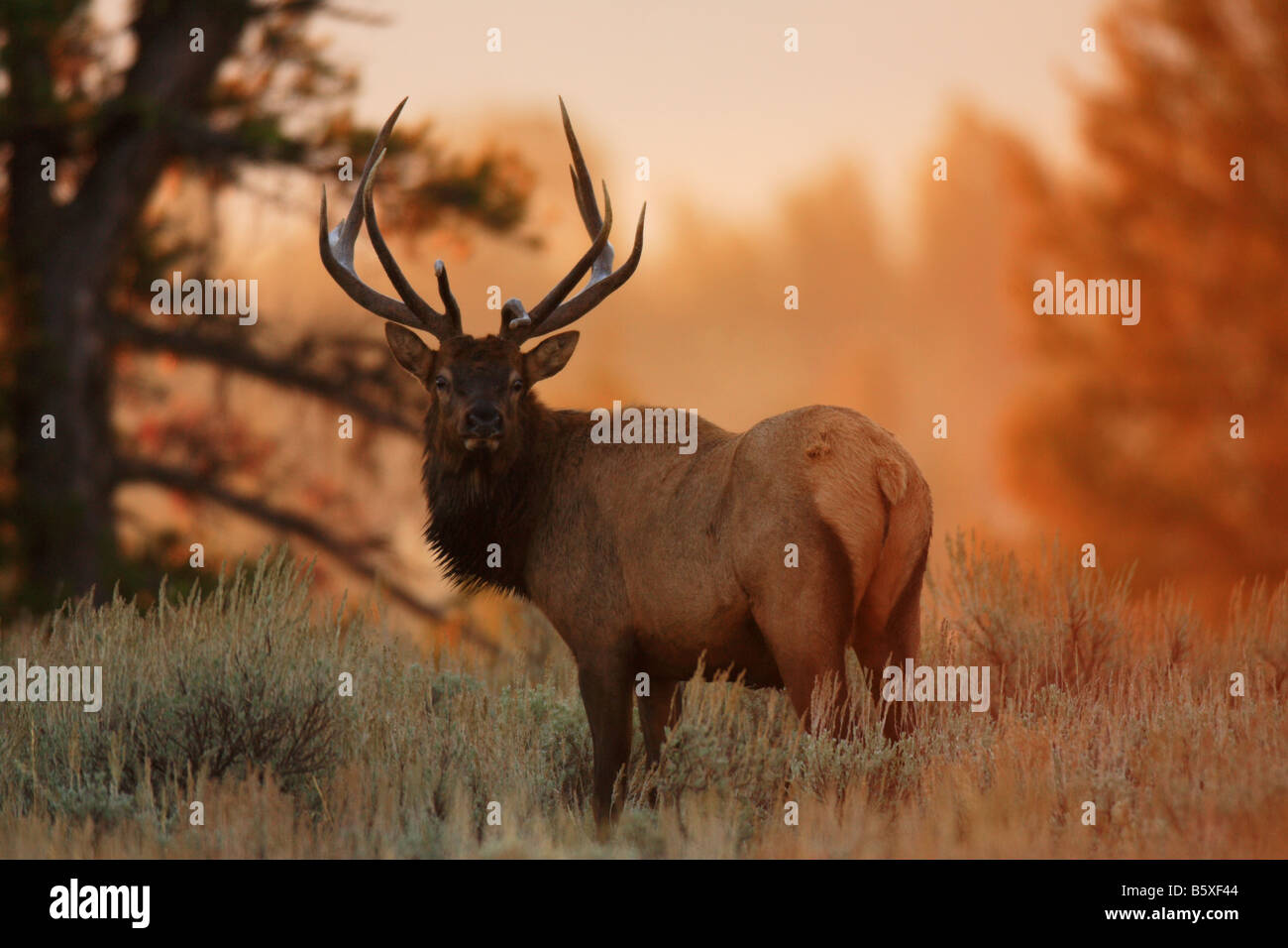 Bull Elk in golden morning light Stock Photo - Alamy