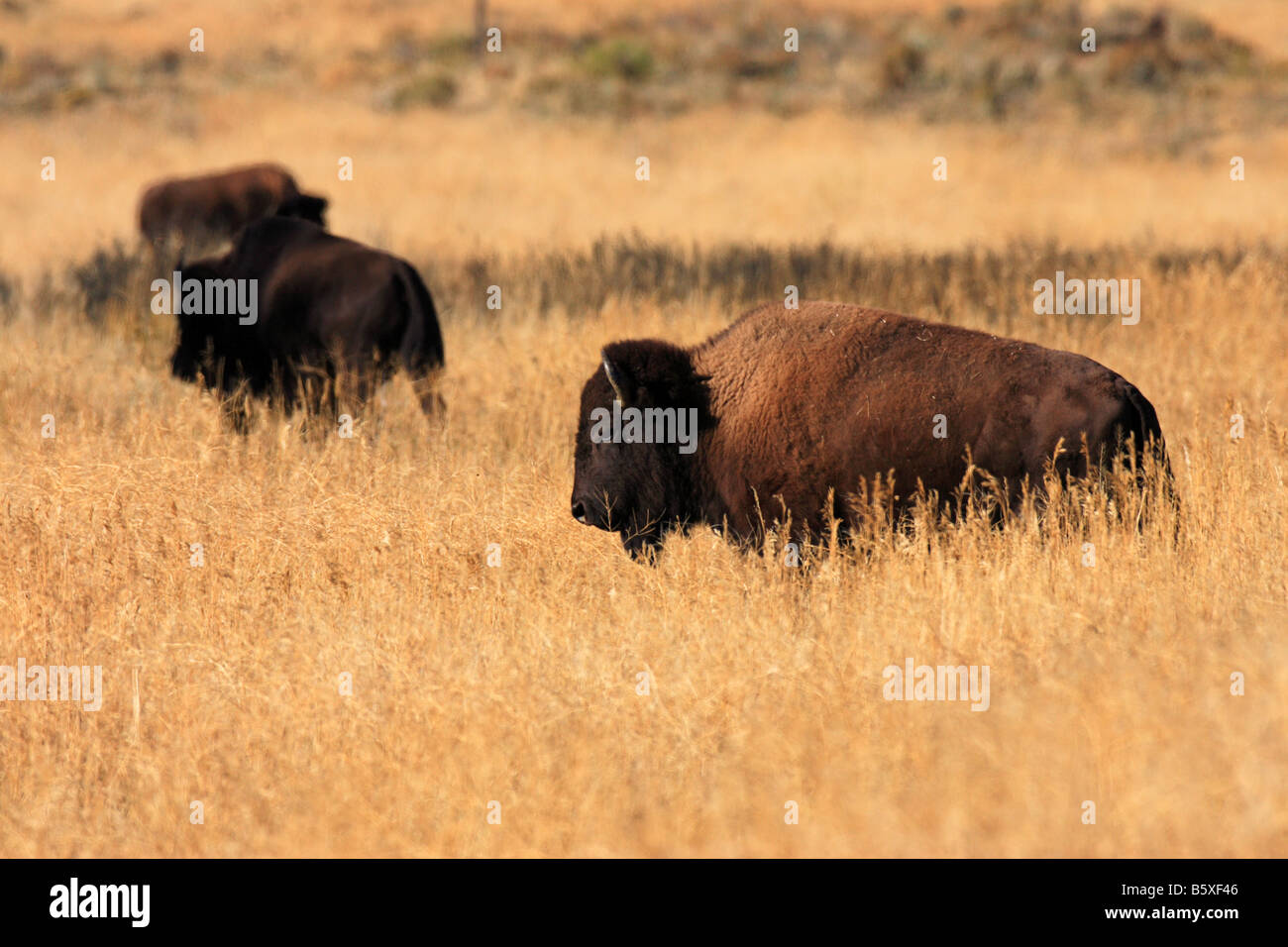 Wyoming american bison bison bison grazing fall vertical portrait ...