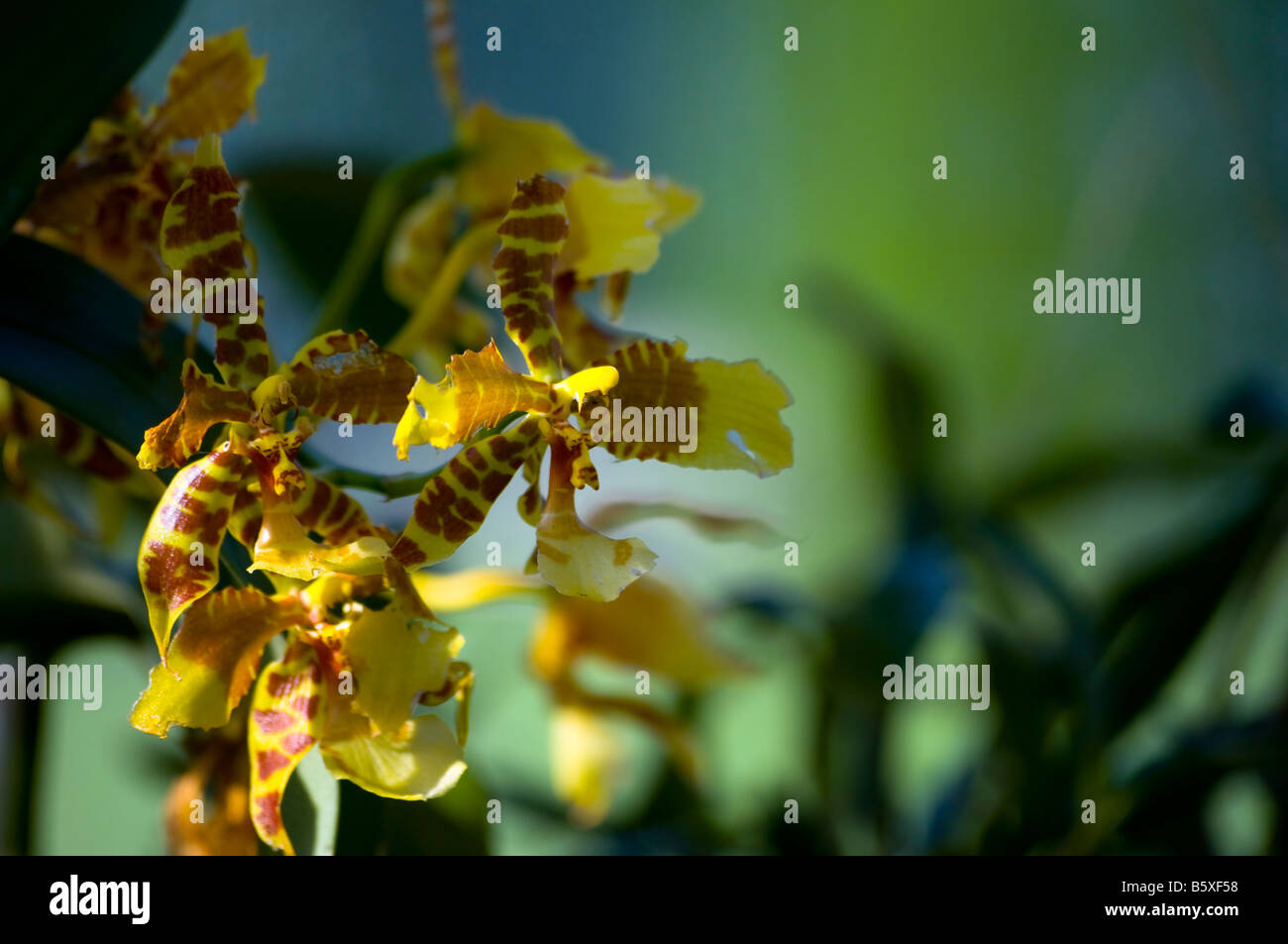 Exotic yellow orchid Stock Photo - Alamy