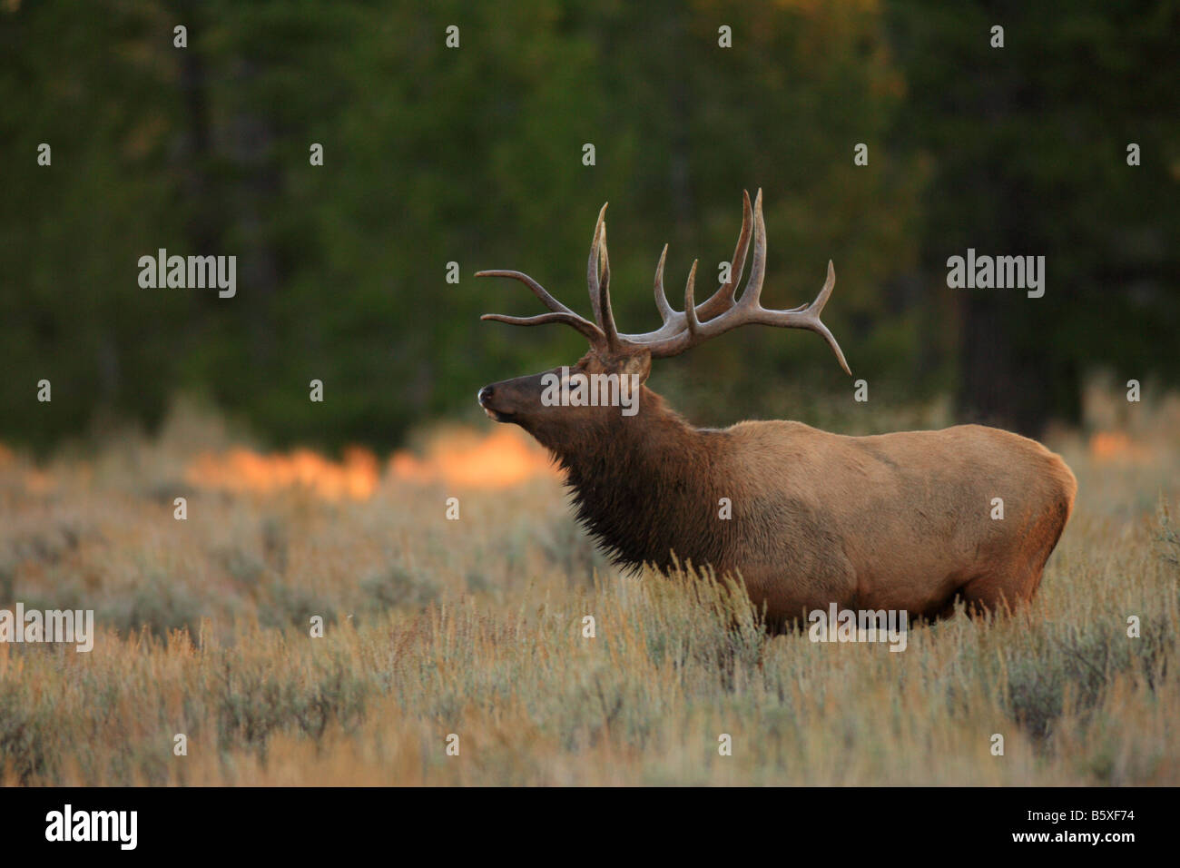 Bull elk in profile hi-res stock photography and images - Alamy