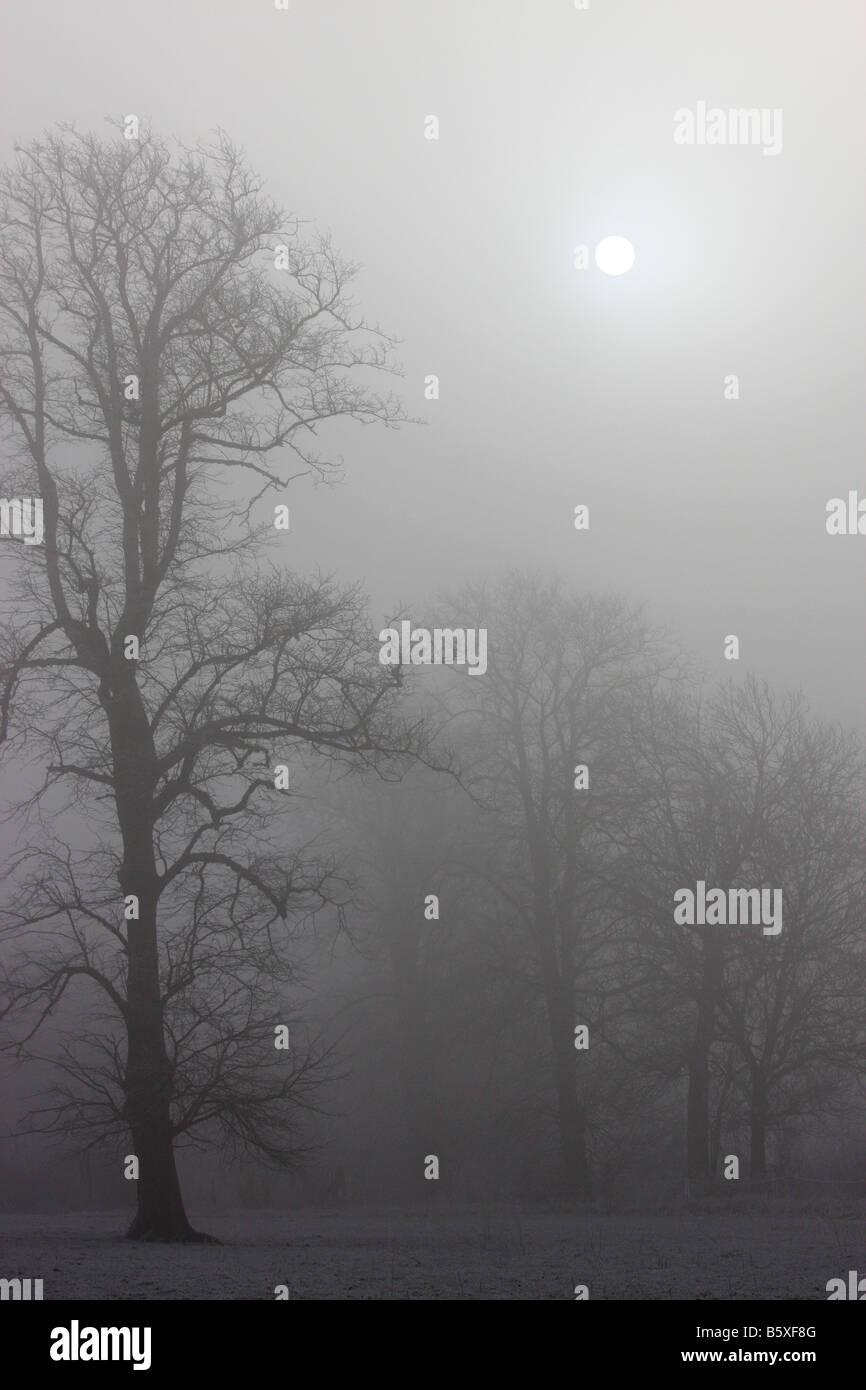 lime tree in freezing fog Stock Photo - Alamy