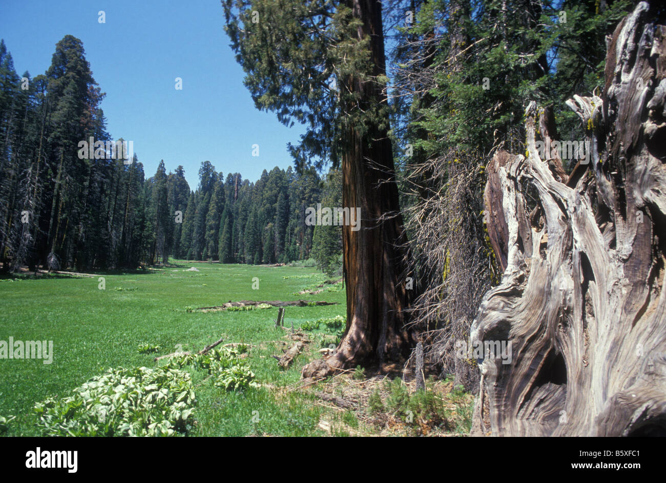 Sequoia baum hi-res stock photography and images - Alamy