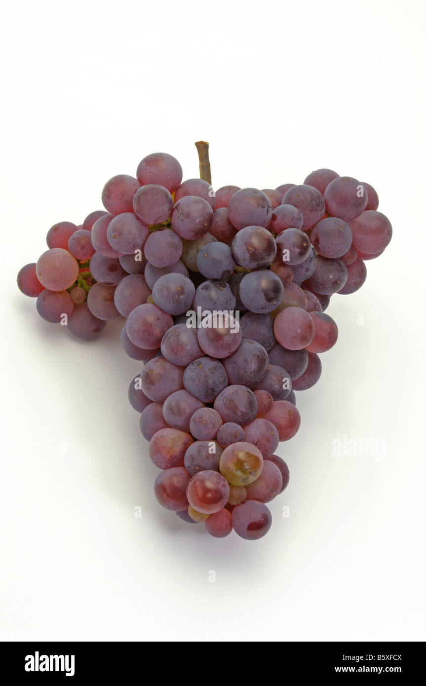 Riesling grape variety hi-res stock photography and images - Alamy