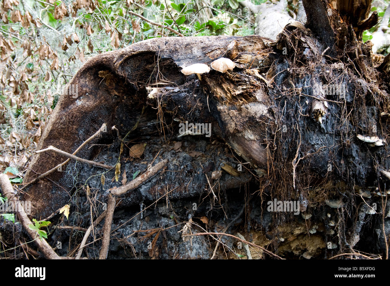 Old rotting stump with mushrooms growing out of it Stock Photo - Alamy