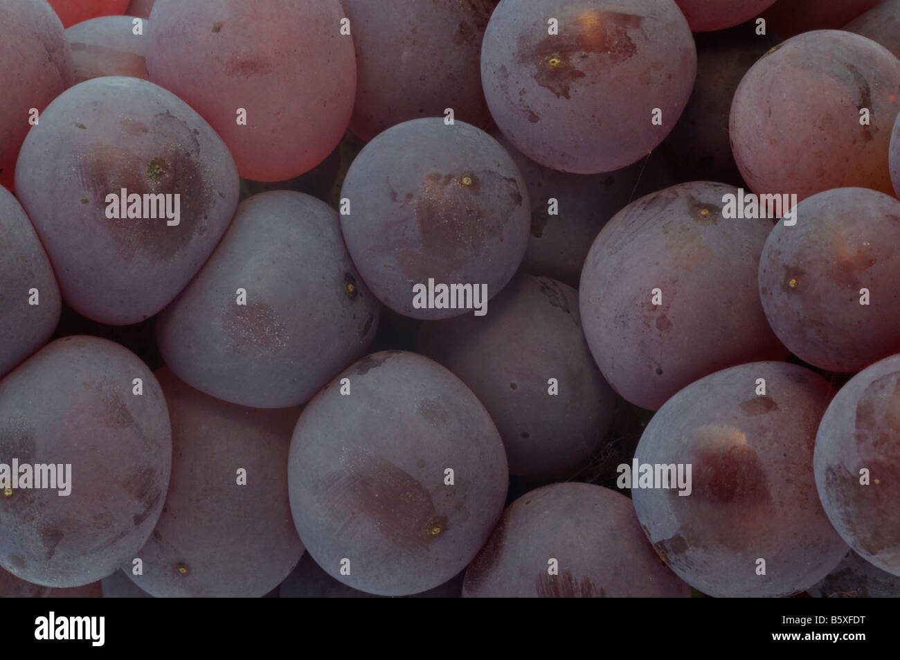 Grape Vine (Vitis vinifera), variety: Red Riesling, close-up of grapes ...