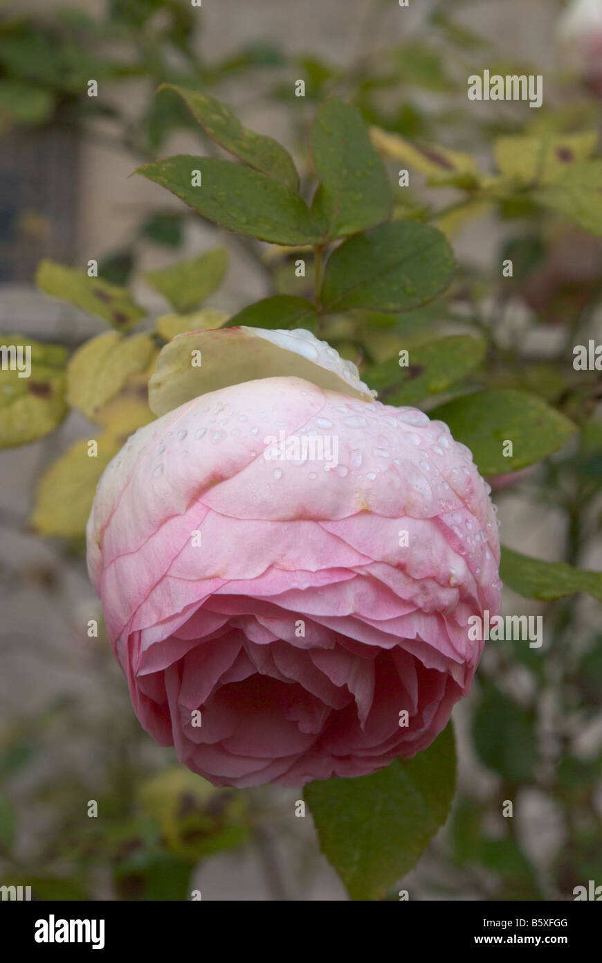 Pink rose with rain drops Stock Photo - Alamy