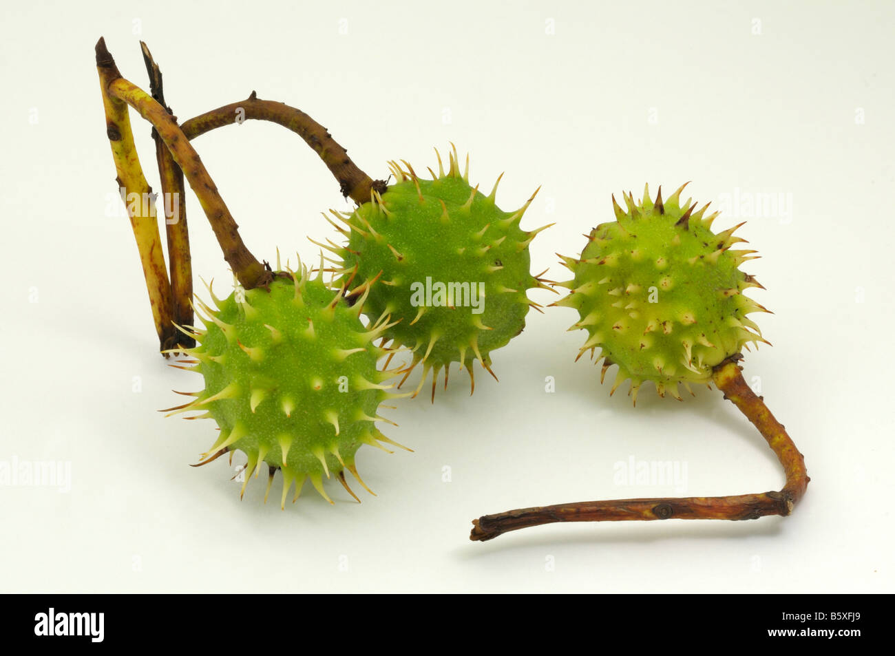 Aesculus Hippocastanum Homeopathic