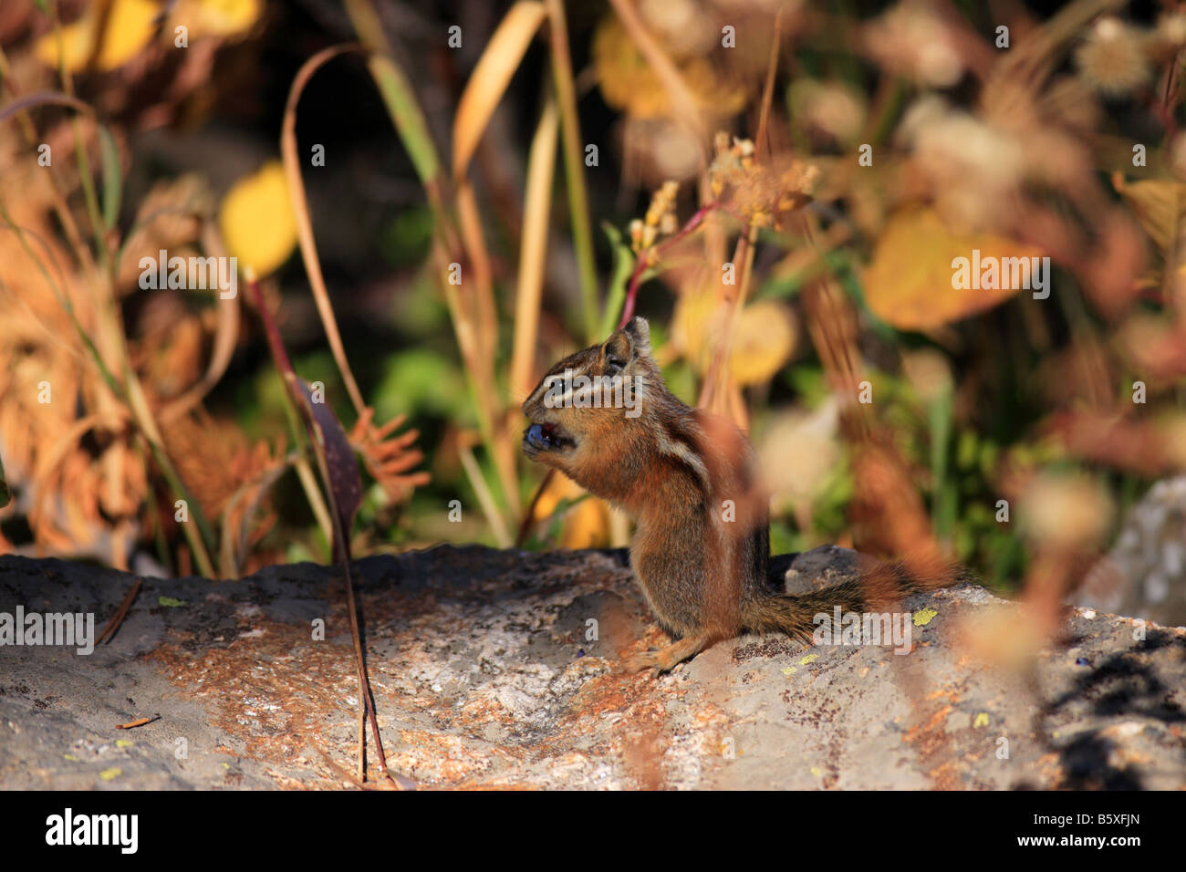Chipmunk eating berries hi-res stock photography and images - Alamy
