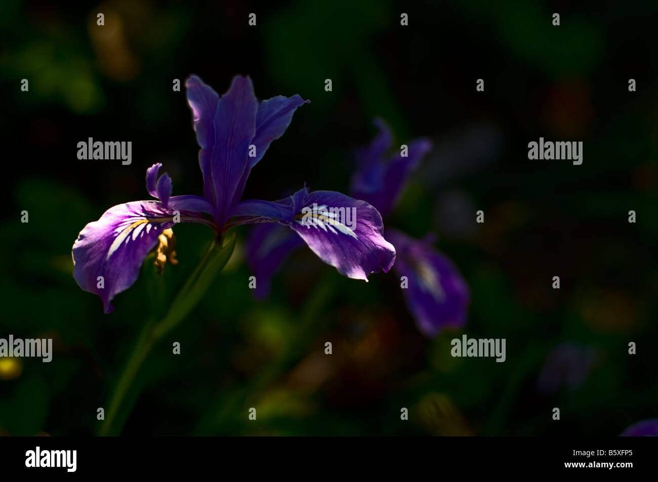 Douglas iris hi-res stock photography and images - Alamy
