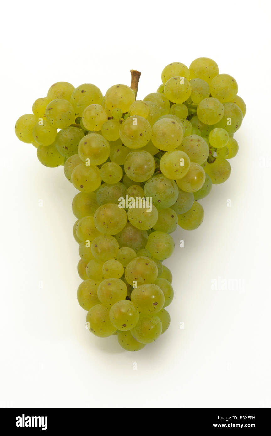 Riesling grape hi-res stock photography and images - Alamy