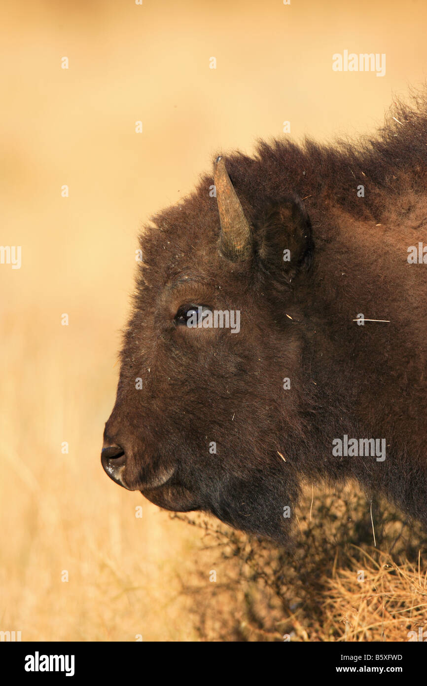 American Bison grazing in fall Stock Photo - Alamy