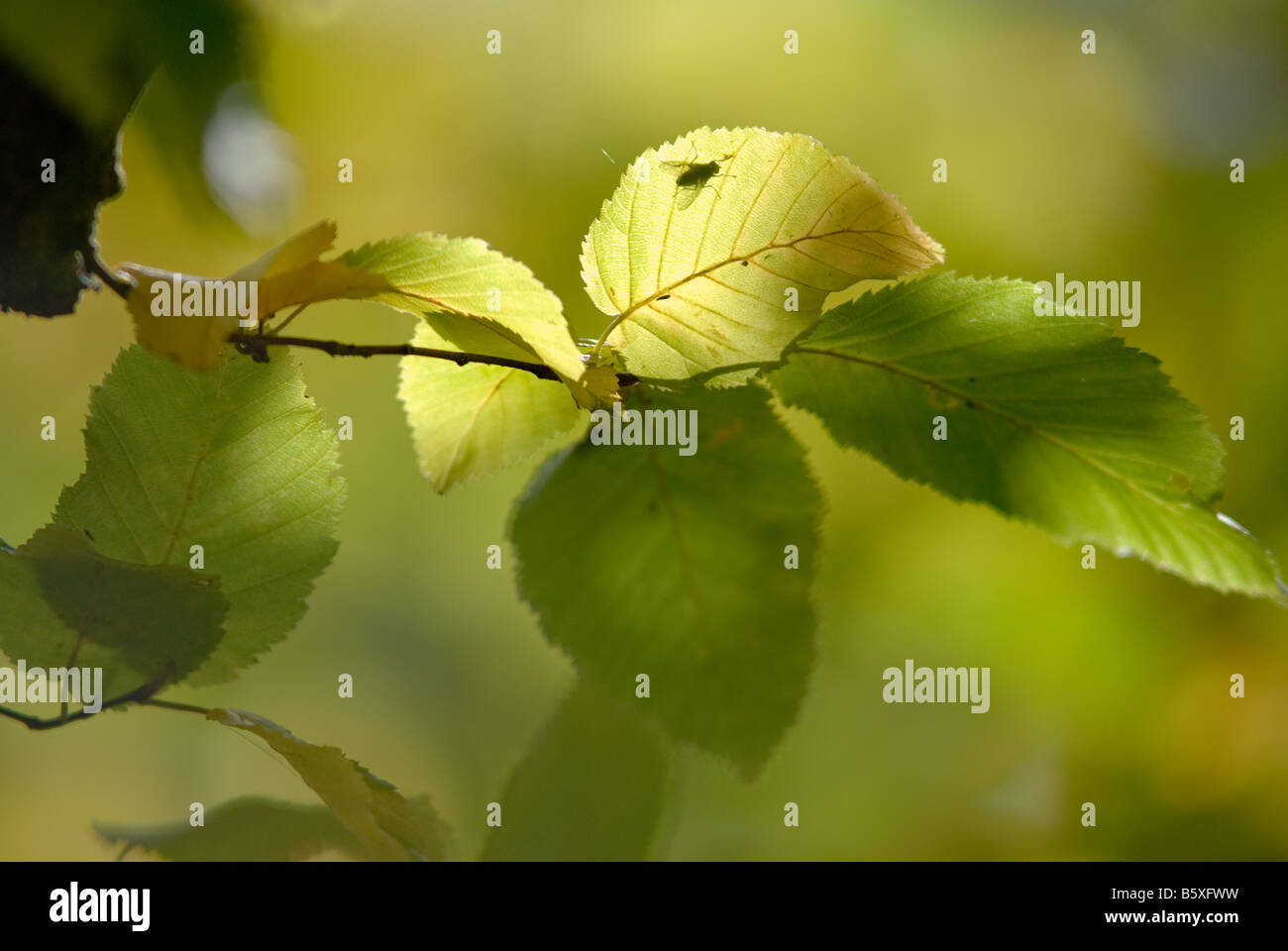 Beech leaf hi-res stock photography and images - Alamy