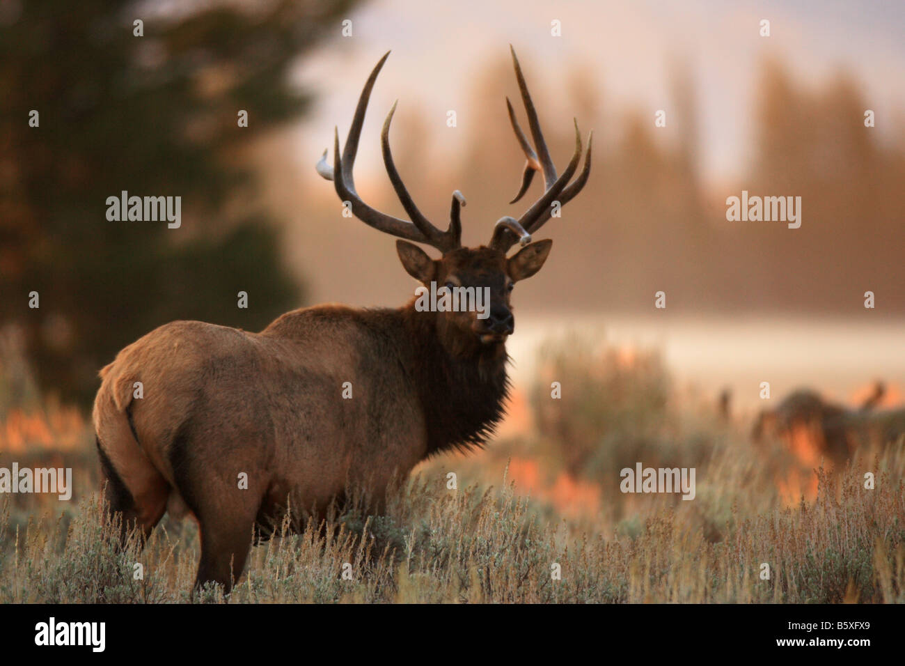 Golden elk hi-res stock photography and images - Alamy