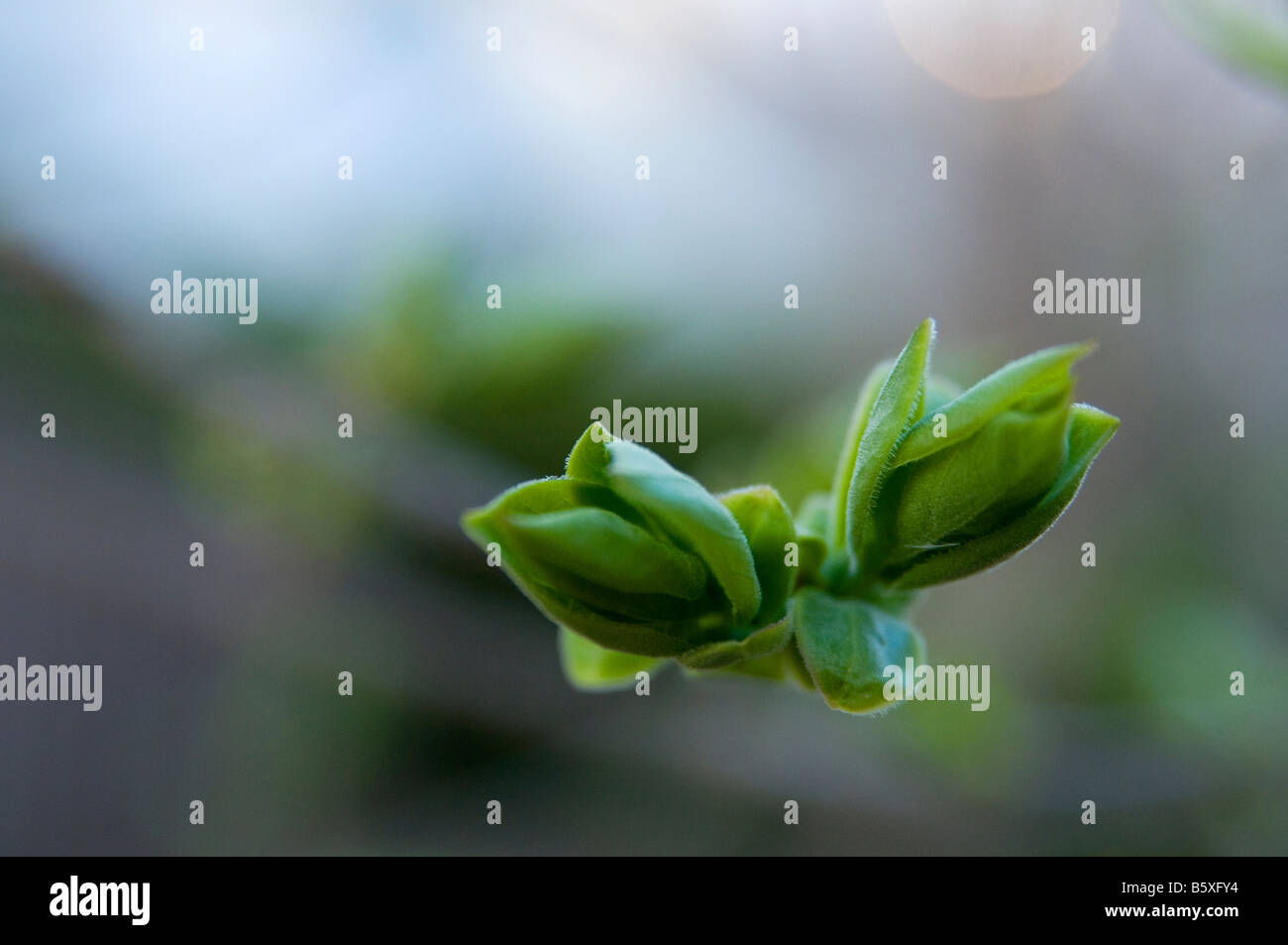 Freshly sprouted tree buds Stock Photo - Alamy