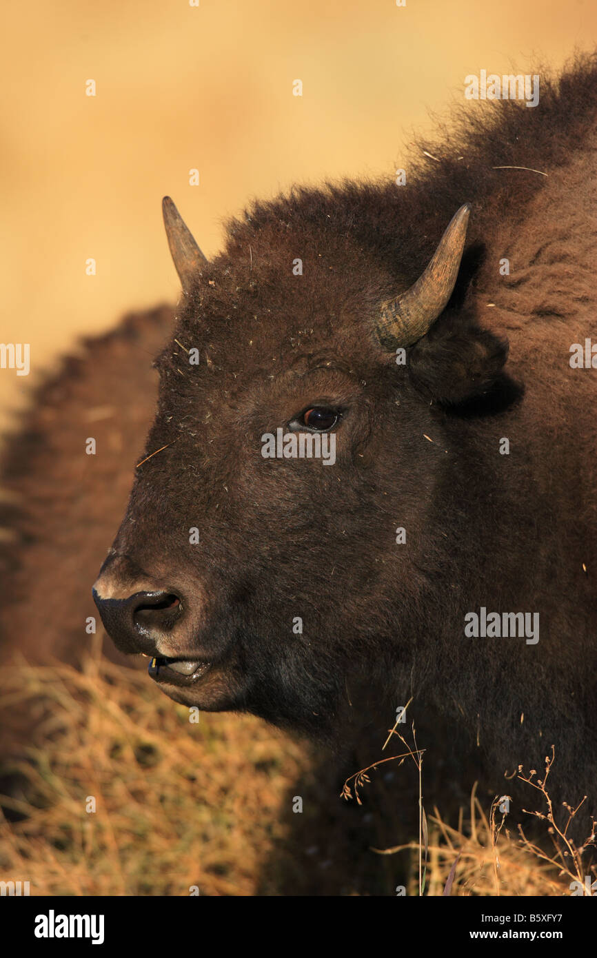 American Bison grazing in fall Stock Photo - Alamy