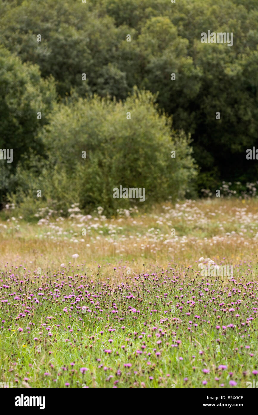 meshaw moor wildlife trust reserve south molton devon Stock Photo - Alamy