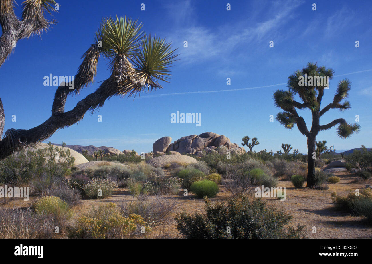 Joshua Trees and Rocks at the Joshua Tree National Monument Park ...