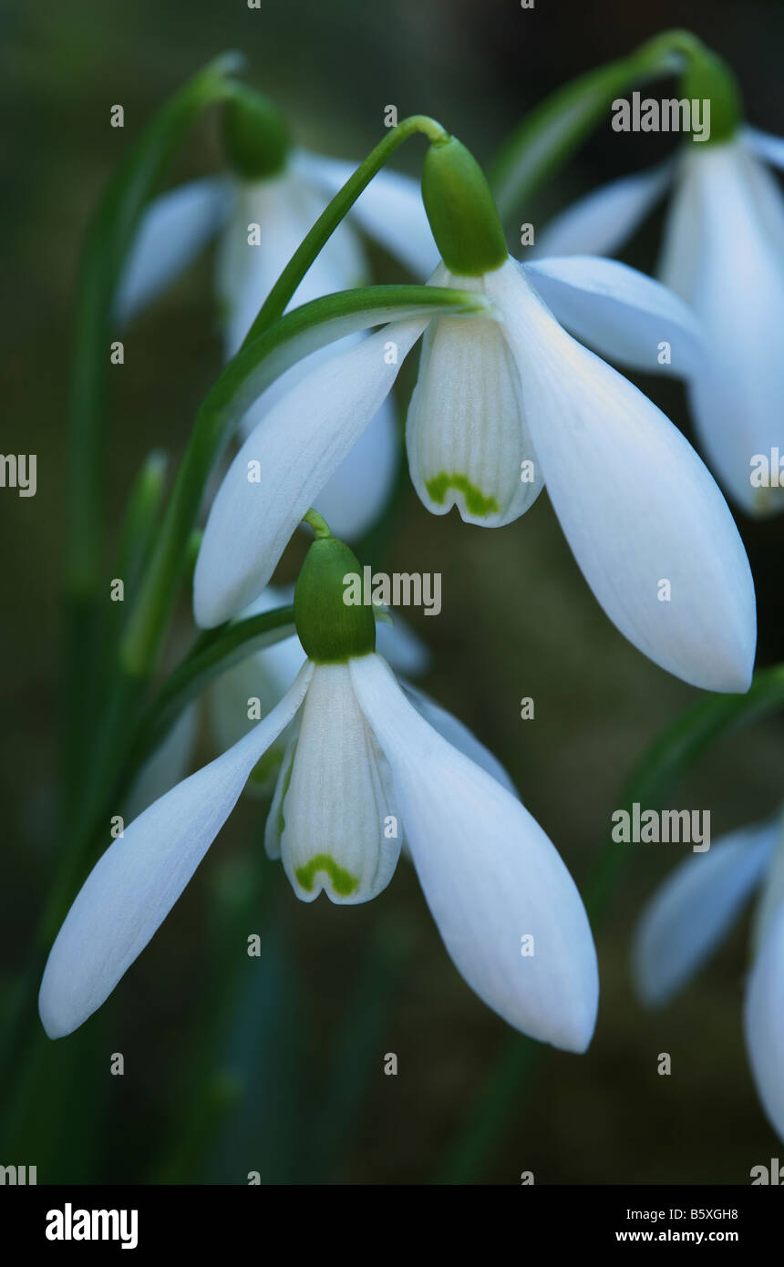 Snowdrop flowers hi-res stock photography and images - Alamy