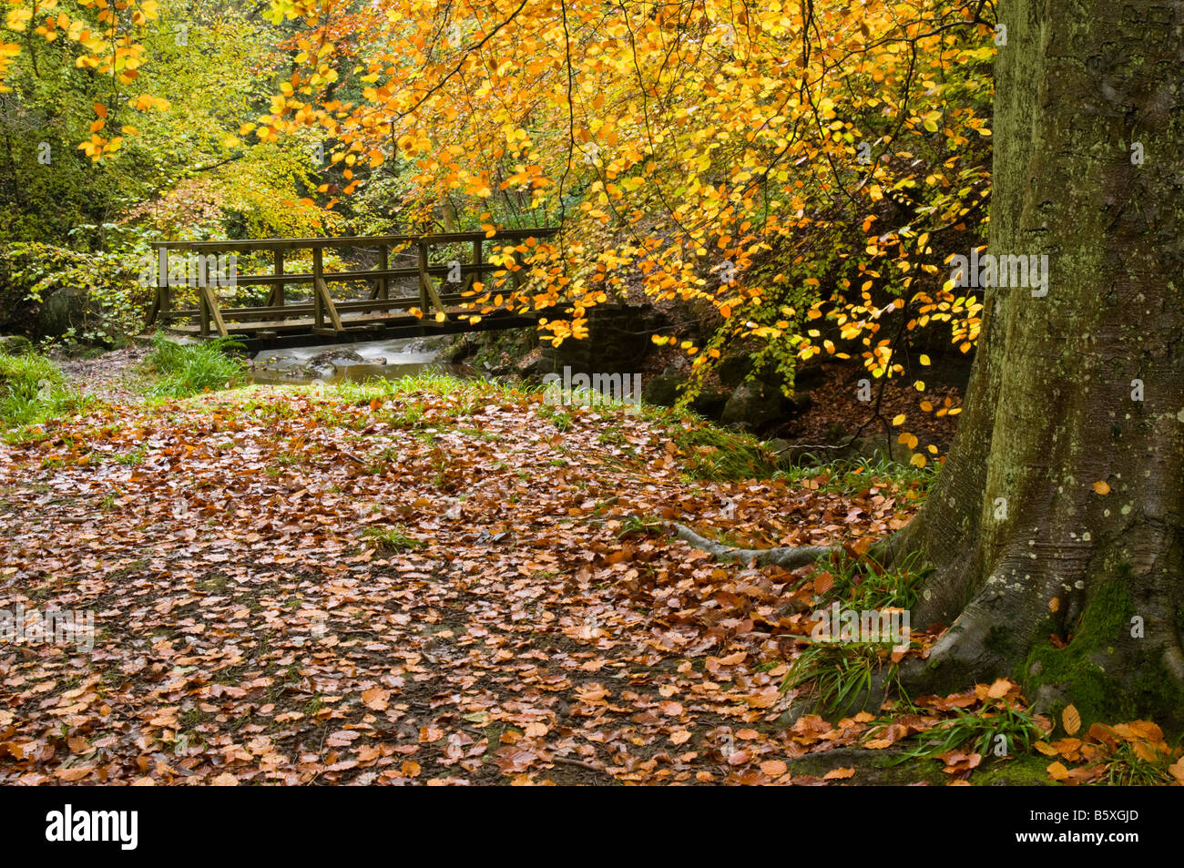 Littlebeck hi-res stock photography and images - Alamy