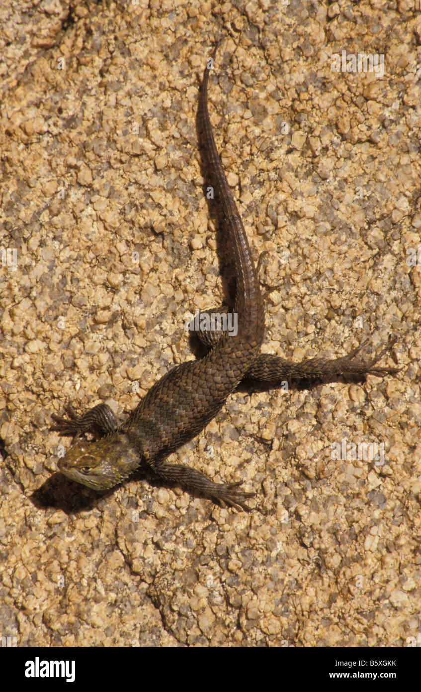 Desert Spiny Lizard at the Joshua Tree National Monument Park ...