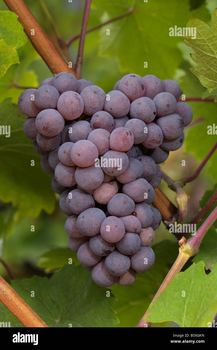 Grape Vine (Vitis vinifera), variety: Red Riesling, vine with grape ...