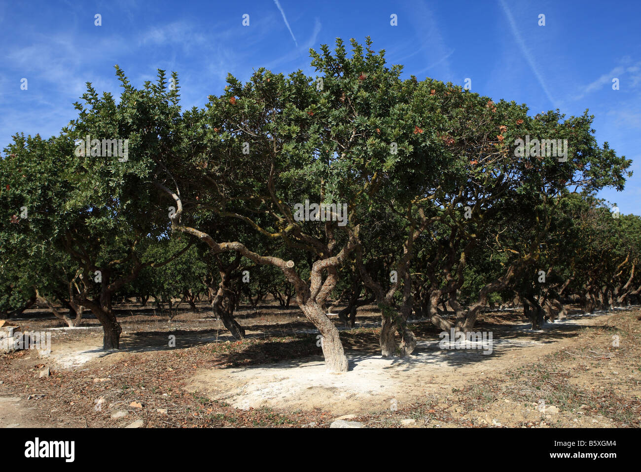 Mastic trees at Pyrgi village on Chios island Greece Stock Photo - Alamy
