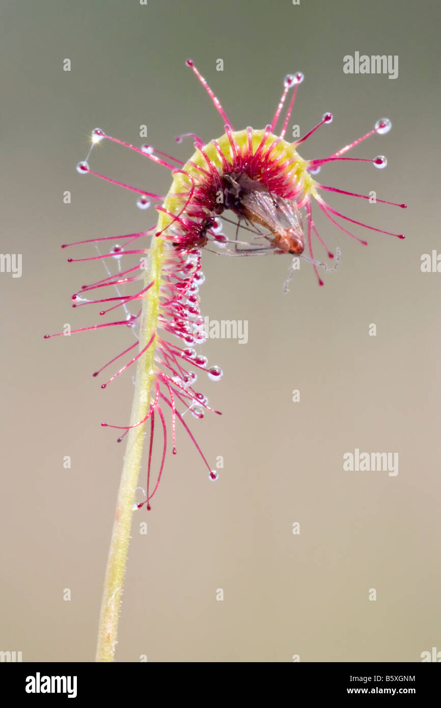 Long leaved sundew hi-res stock photography and images - Alamy
