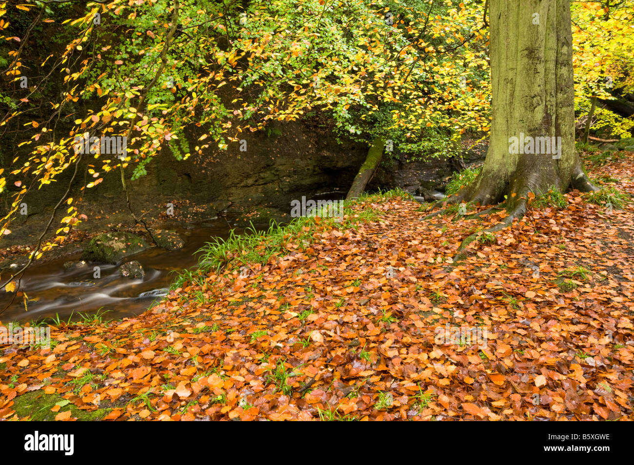 Littlebeck hi-res stock photography and images - Alamy