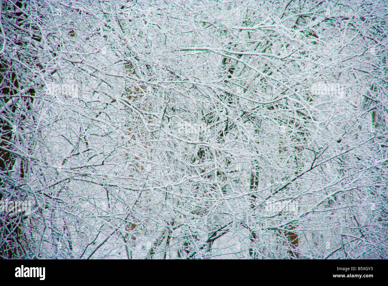 Ice crystals covering trees in a forest Stock Photo - Alamy