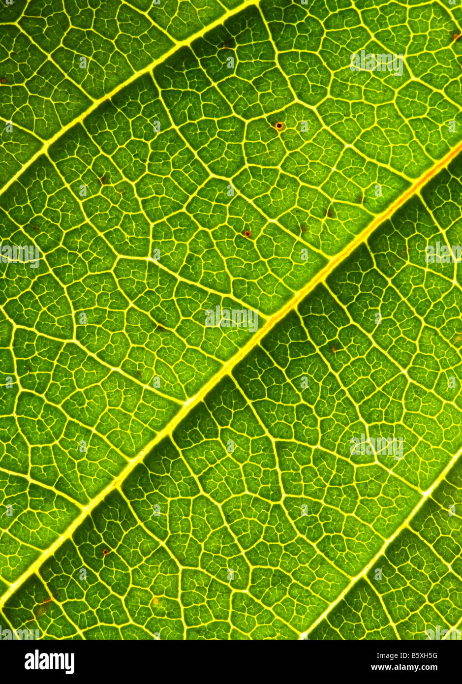fine closeup image of green leaf background Stock Photo - Alamy