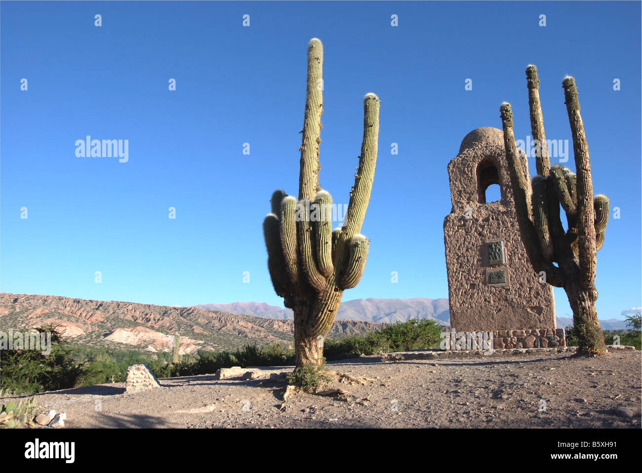A pair of giant cacti stand next to an old bell tower in northern ...