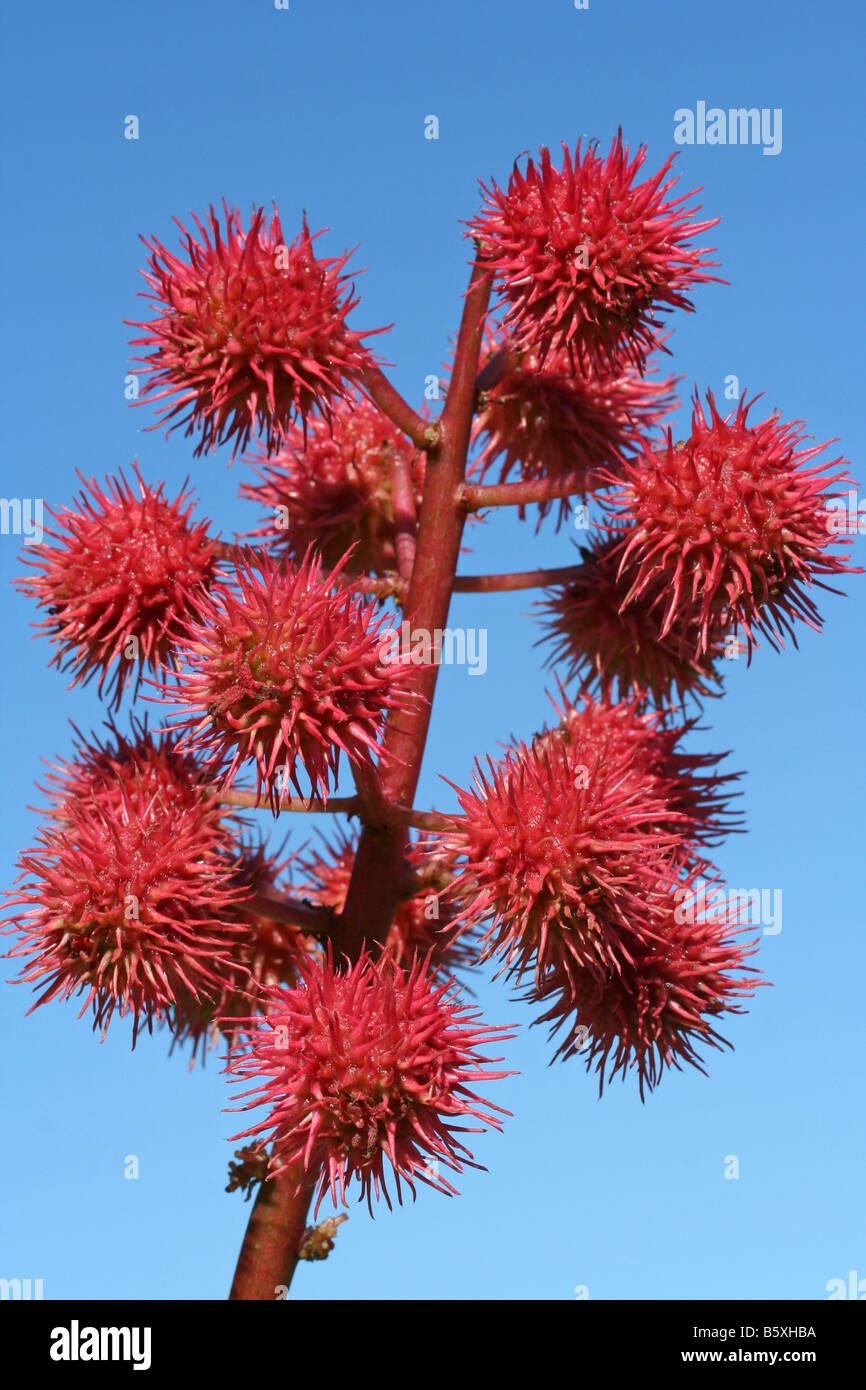 Ricinus communis flower close hi-res stock photography and images - Alamy