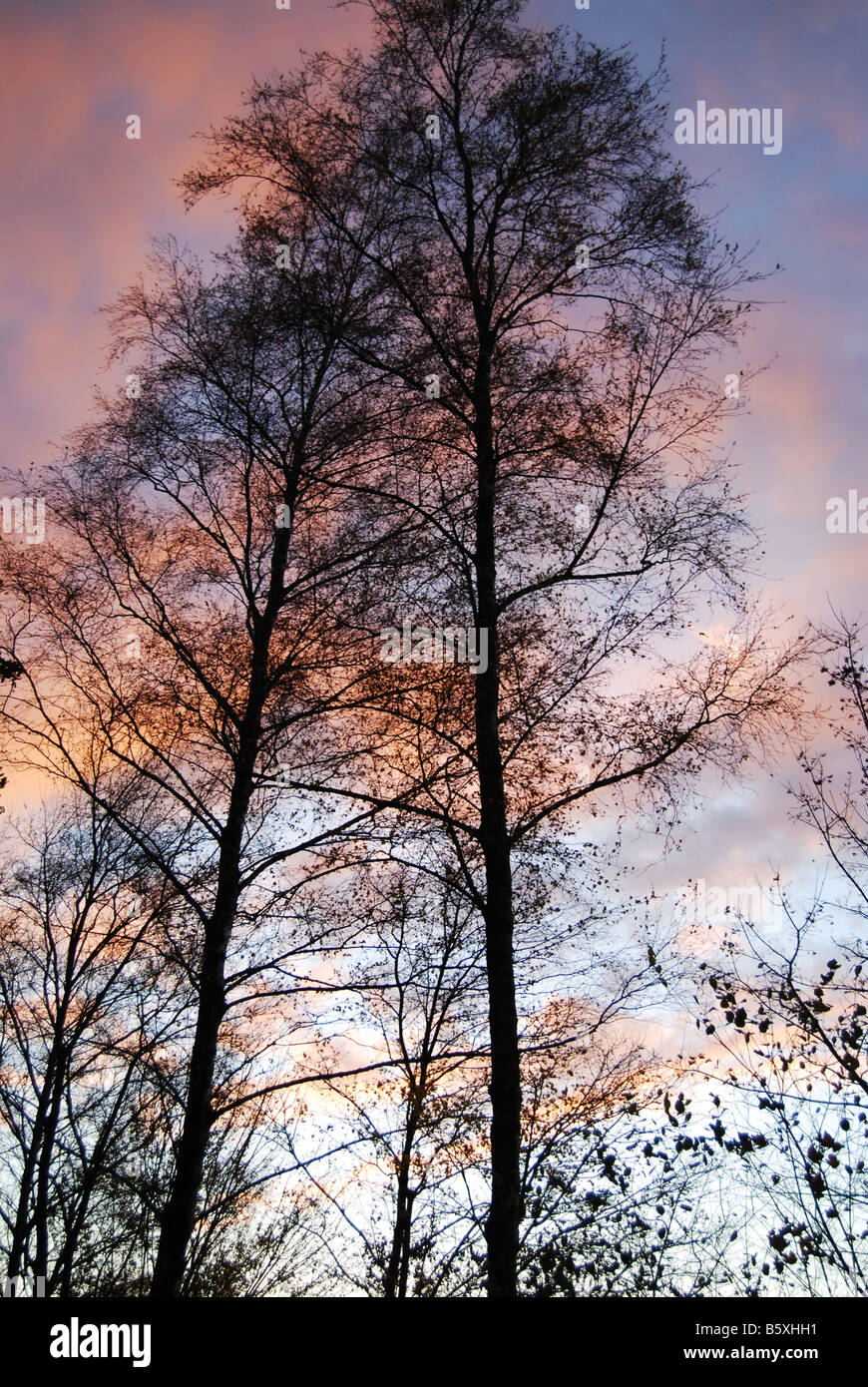 Windy tree canopy High Resolution Stock Photography and Images - Alamy