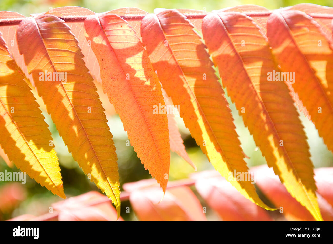 Rows of leaves hi-res stock photography and images - Alamy