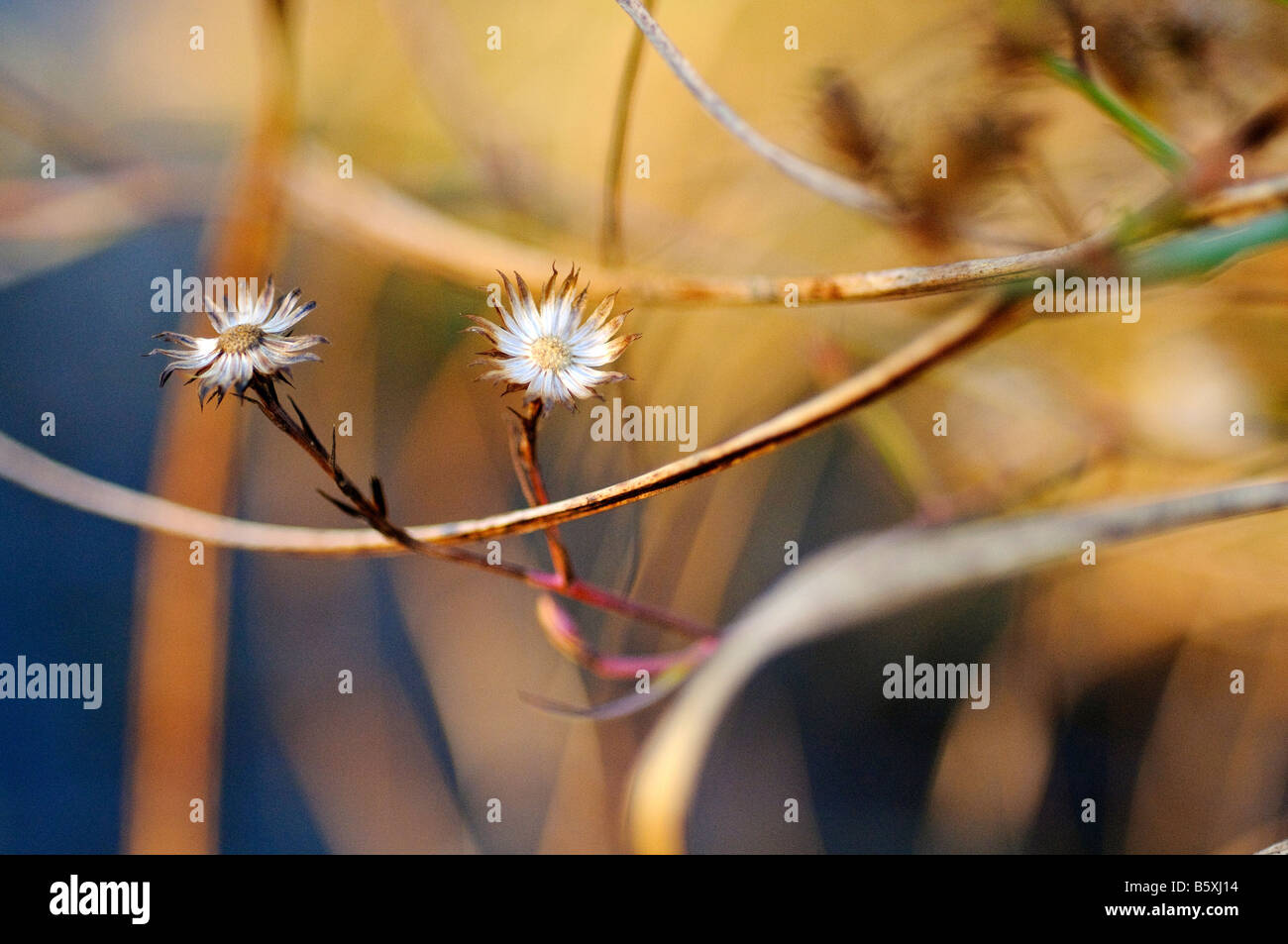 Marsh flower hi-res stock photography and images - Alamy