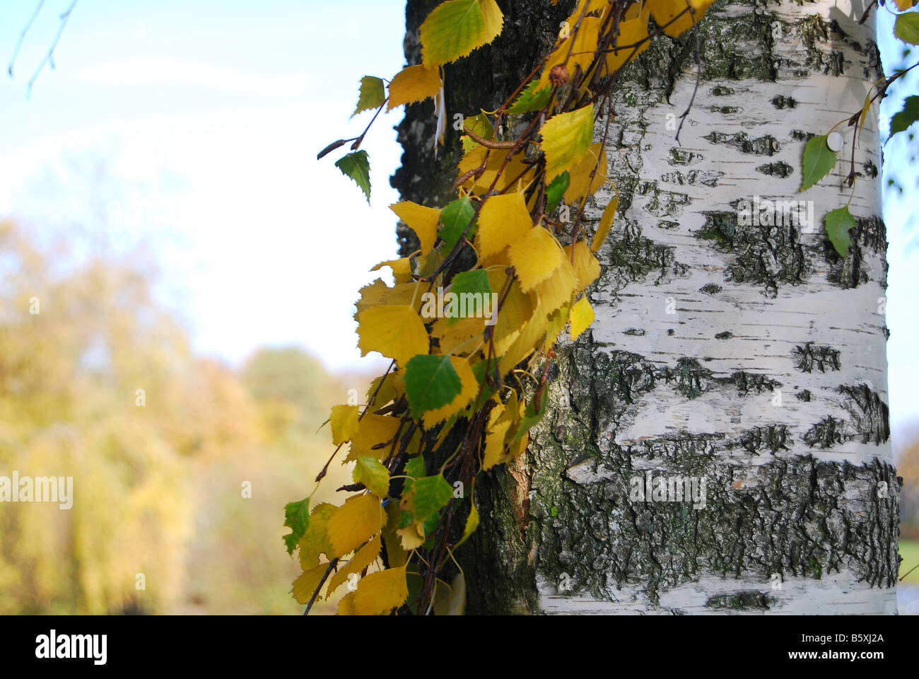Betula pendula weeping birch hi-res stock photography and images - Alamy