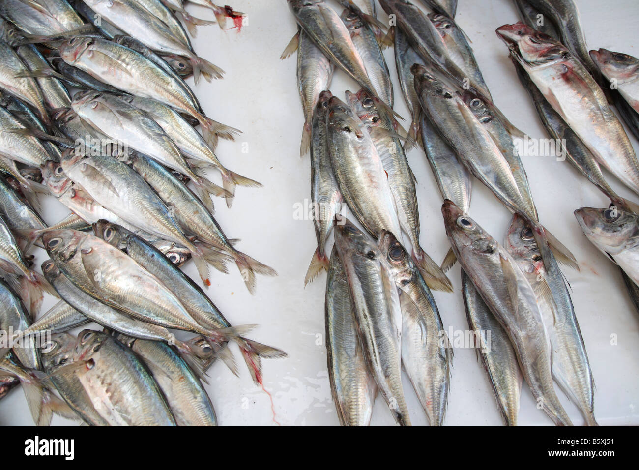 Sardines, Fish market, Essaouira, Morocco, Africa Stock Photo - Alamy
