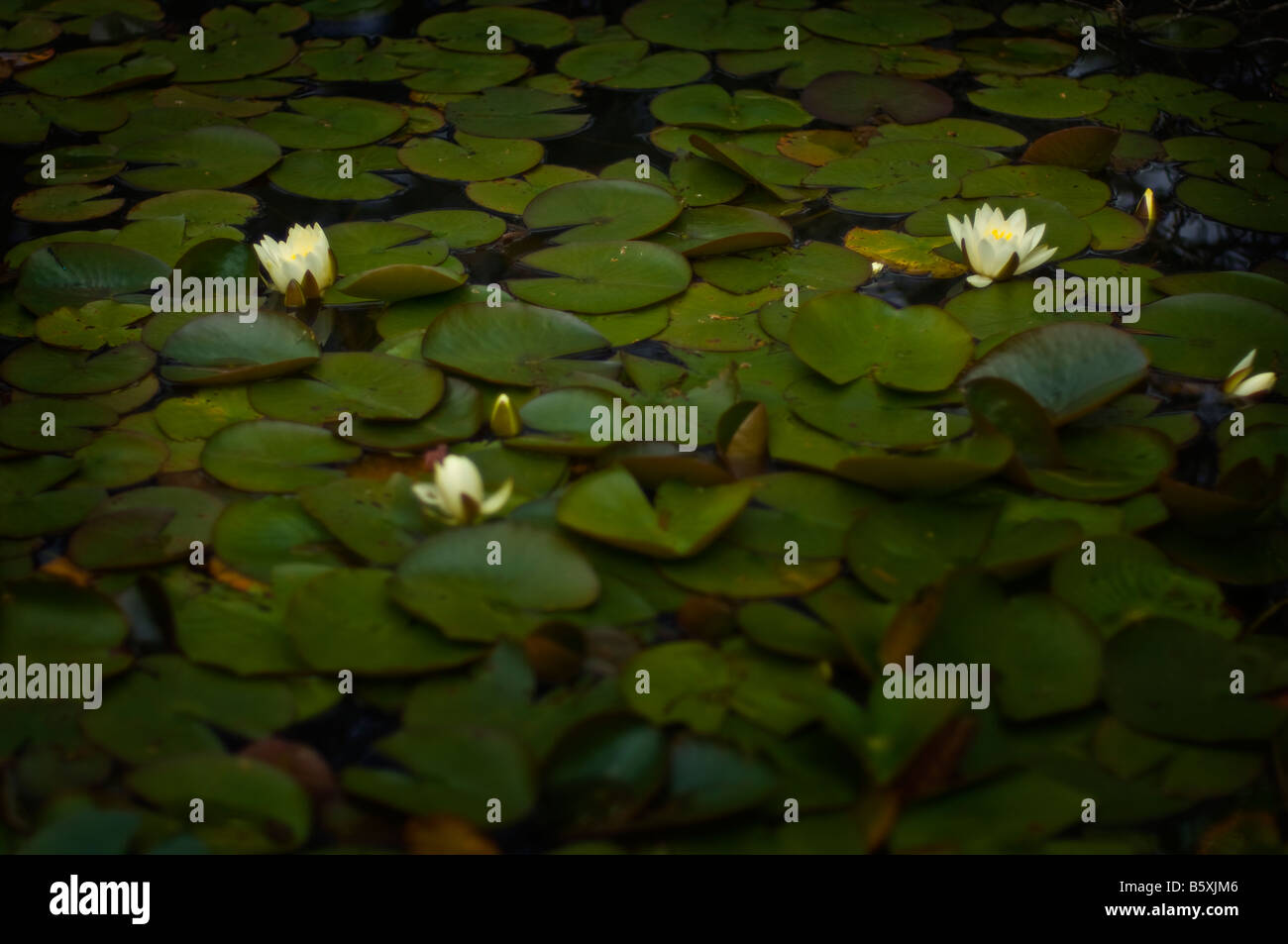 lily pads and flowers in green swamp Stock Photo - Alamy