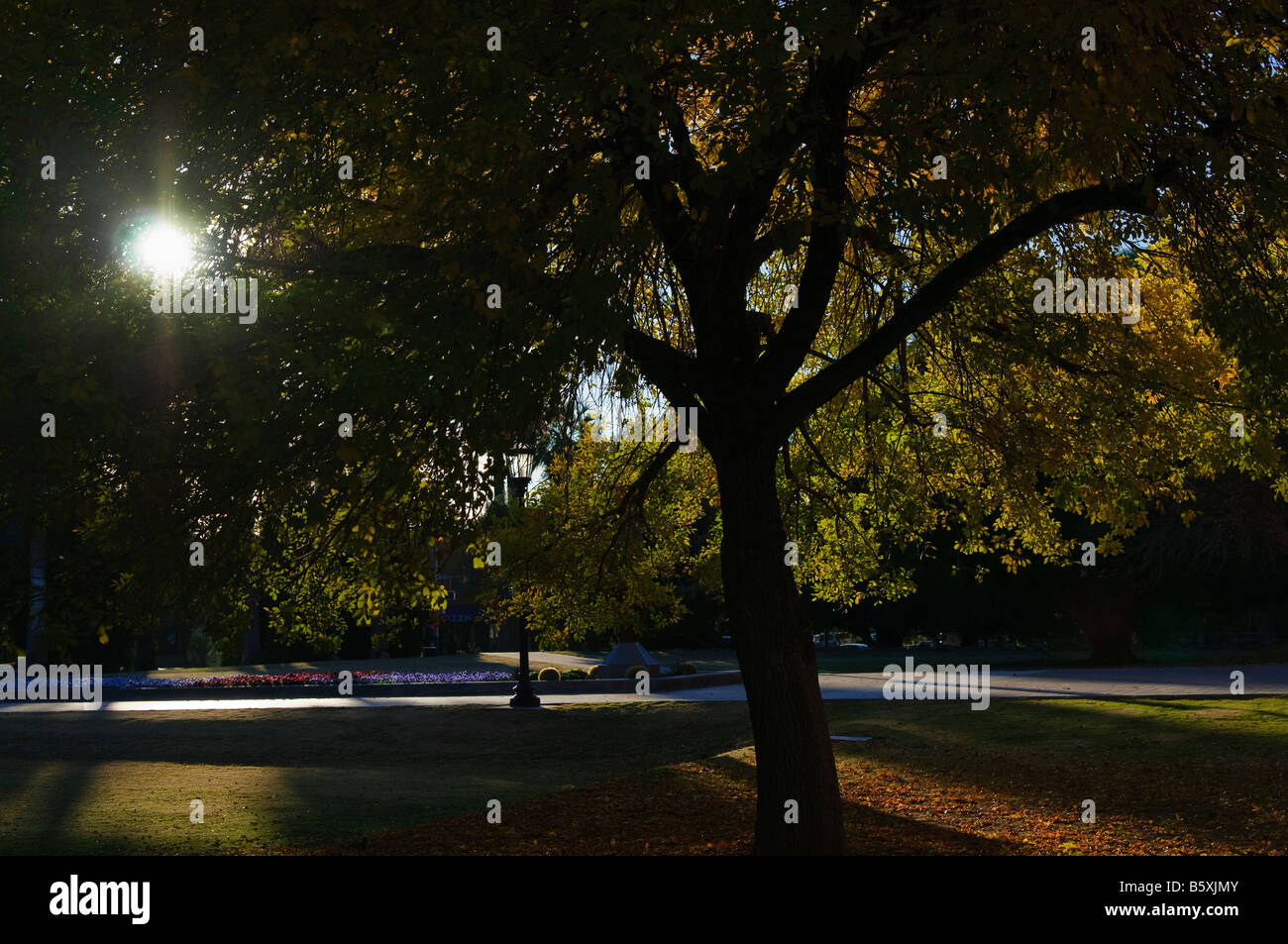 The sun shines through a shamel ash tree near a garden sidewalk on a ...