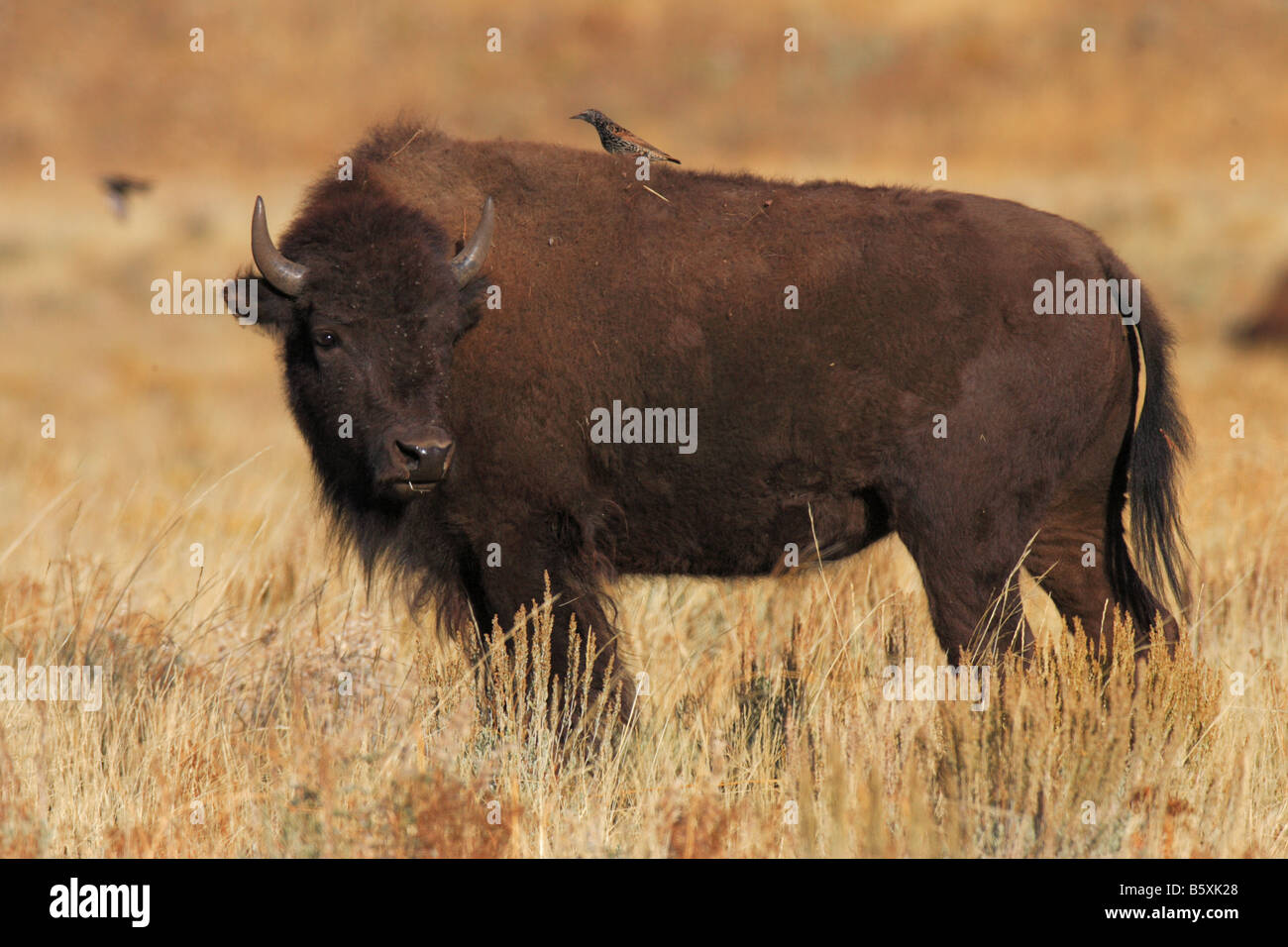 Bird on bison hi-res stock photography and images - Alamy