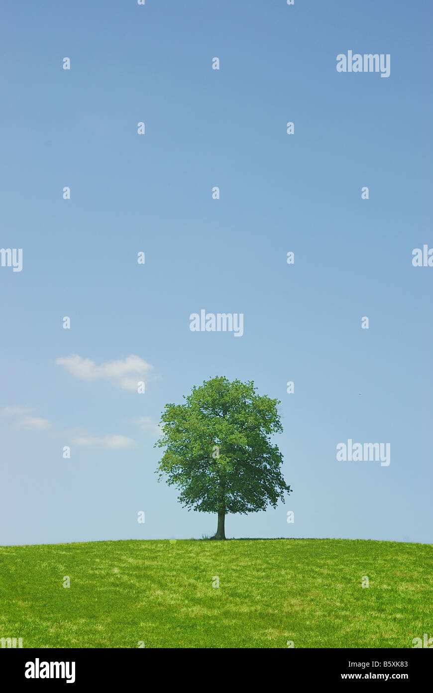 Tree in a field Stock Photo - Alamy