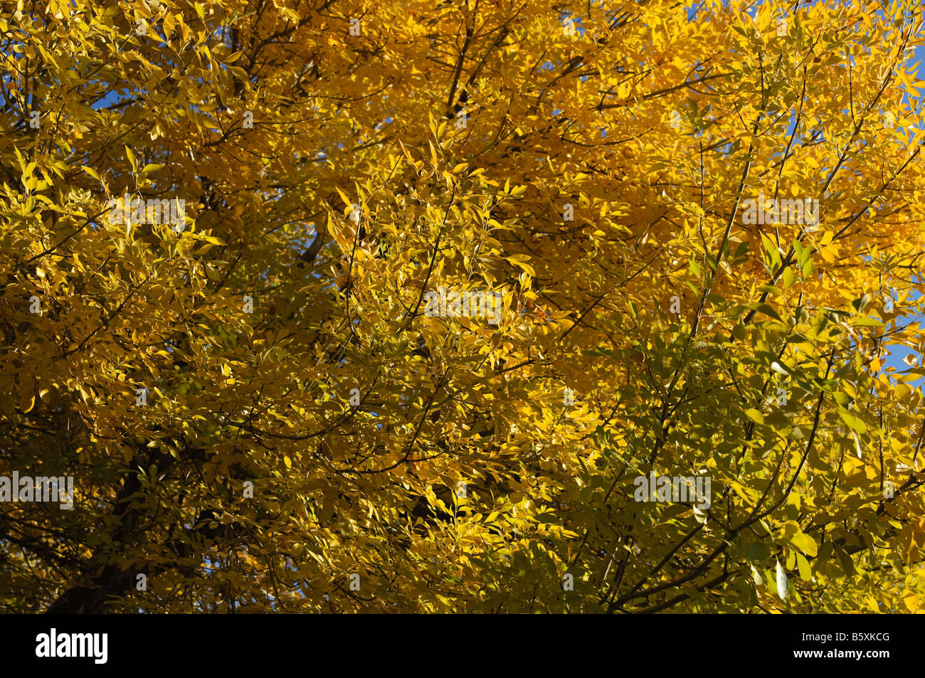 Shamel ash tree with yellow autumn leaves Stock Photo - Alamy