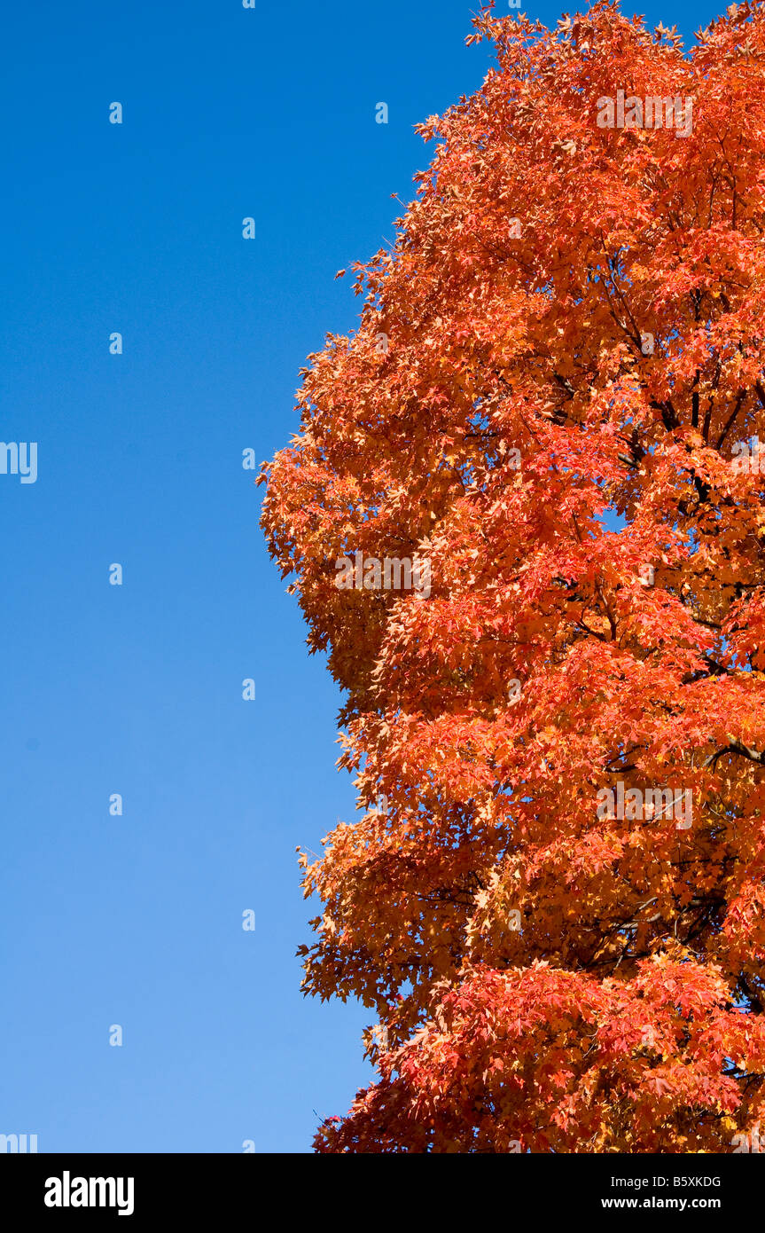 Fall foliage art hi-res stock photography and images - Alamy