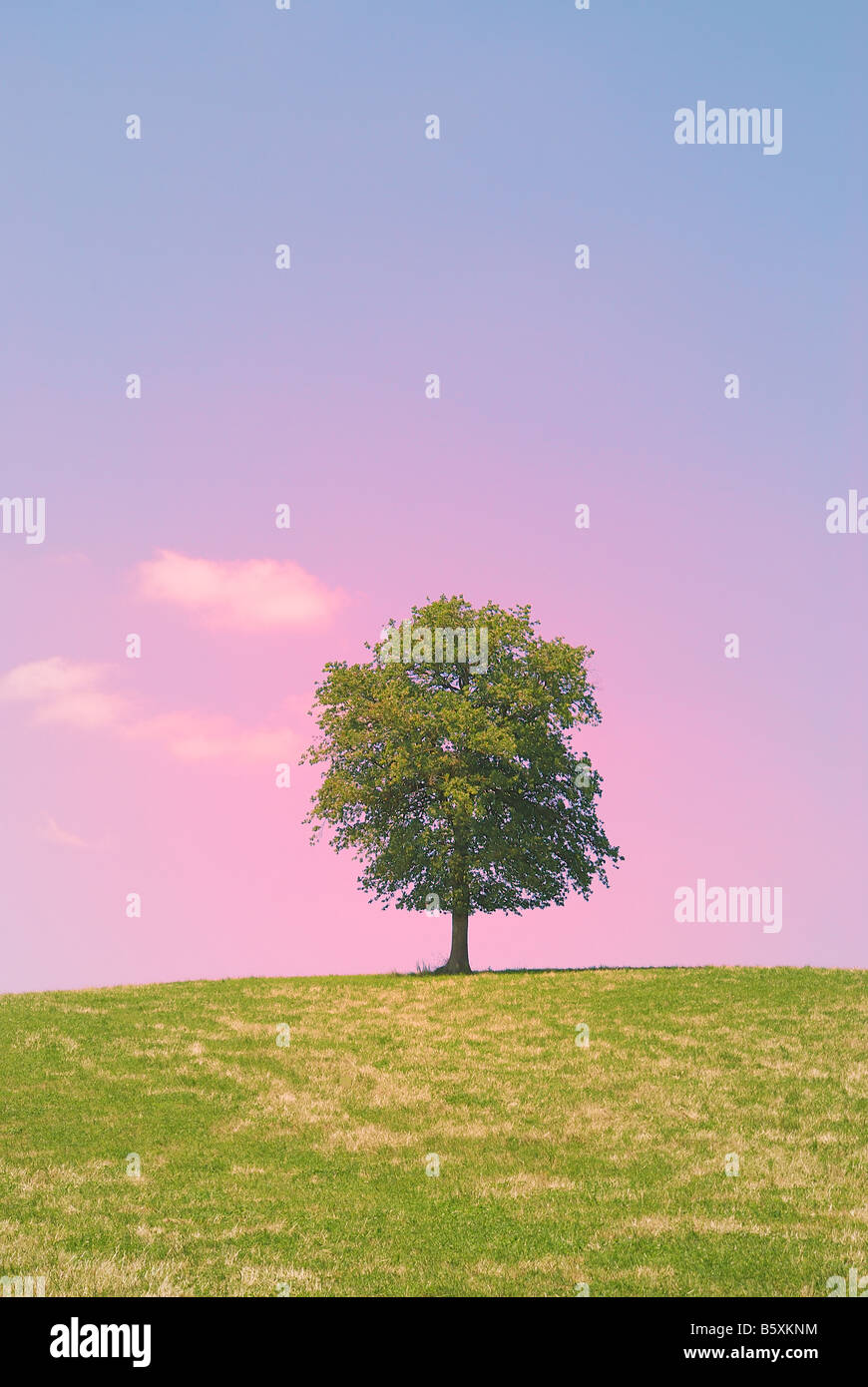 Tree in a field Stock Photo - Alamy