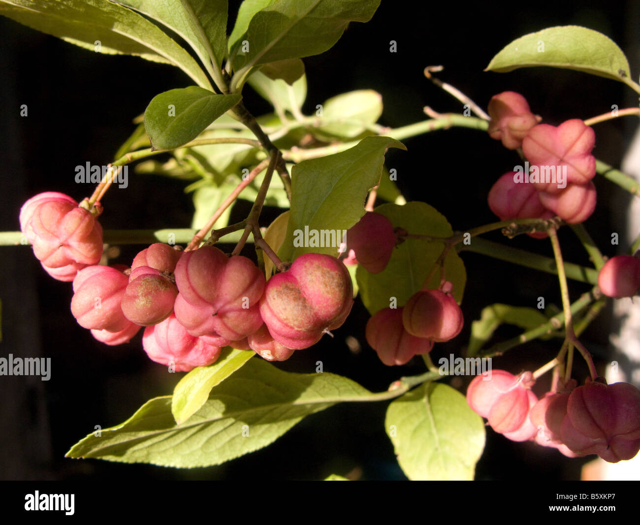 Fruit of the spindle tree Stock Photo - Alamy