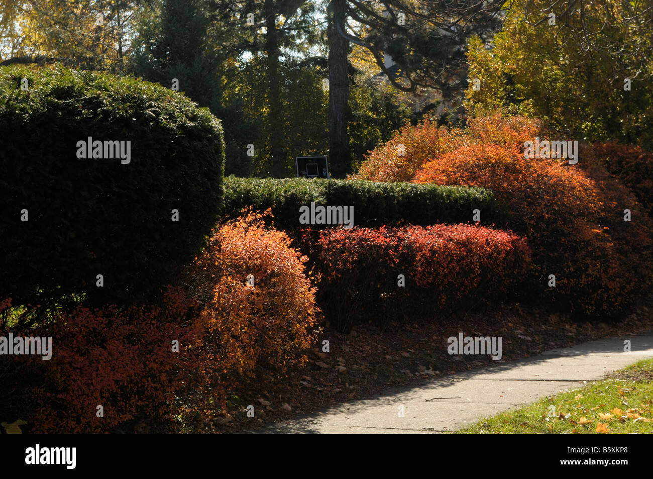 Sculpted hedge row in Rochester, NY USA Stock Photo - Alamy