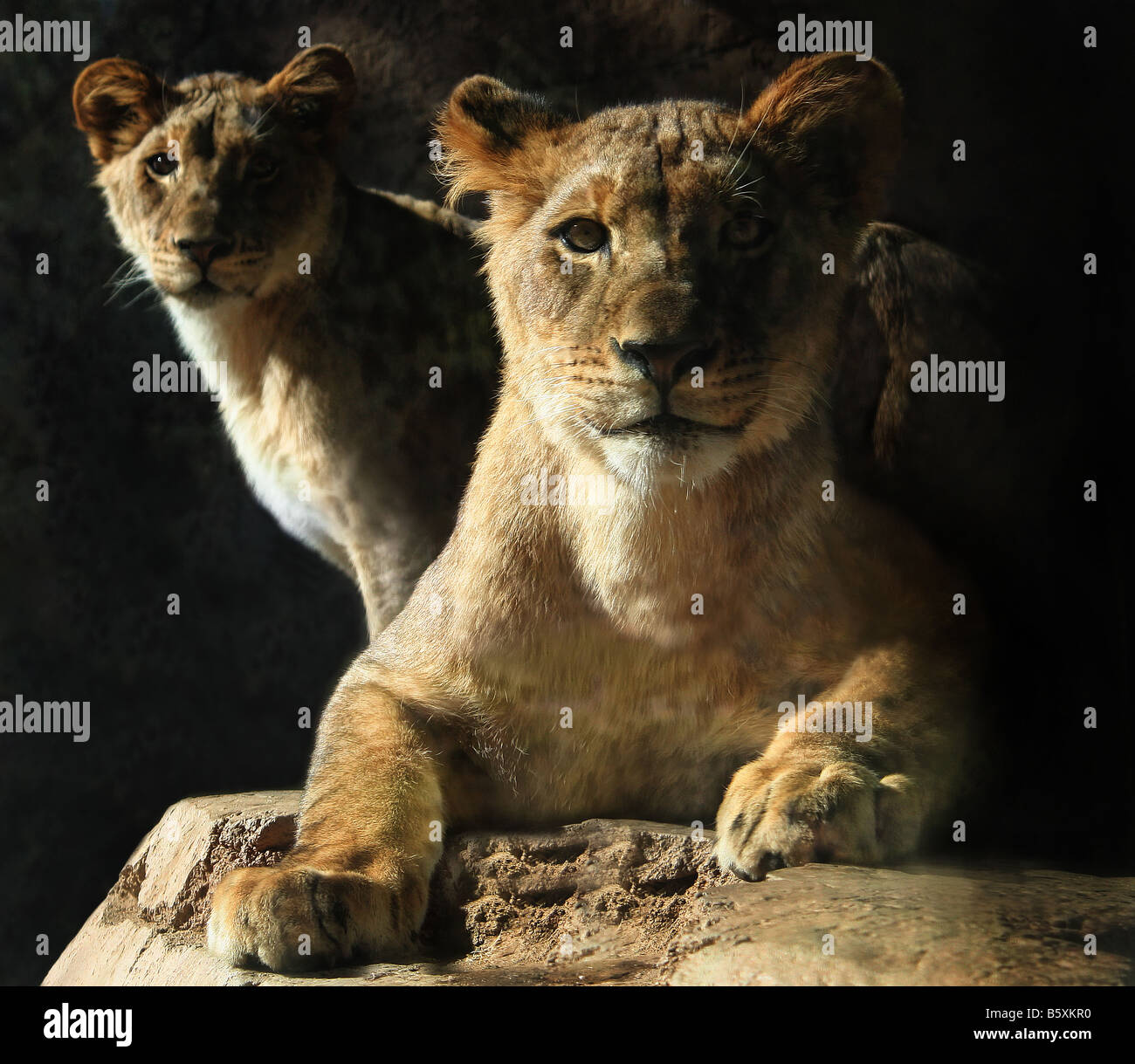 A portrait of two lion cubs Stock Photo - Alamy